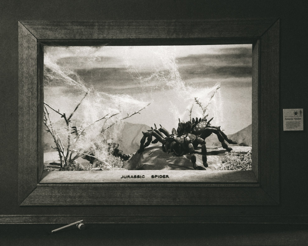 Jurassic Spider | CLAMP