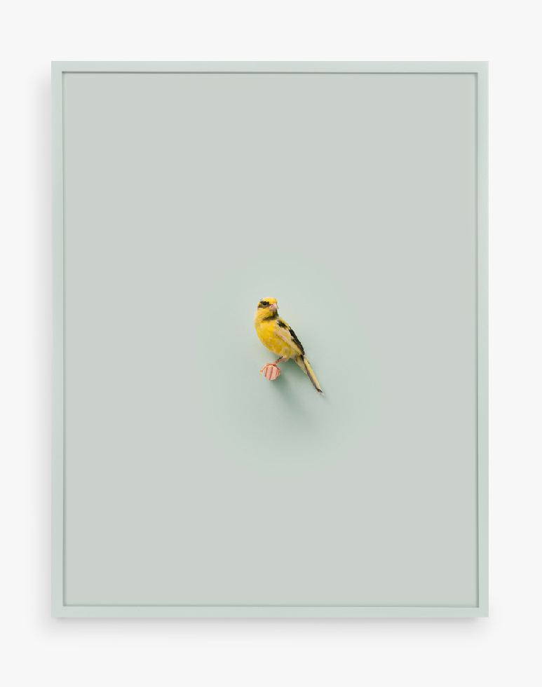 Russian Canary (Healing Aloe) | CLAMP