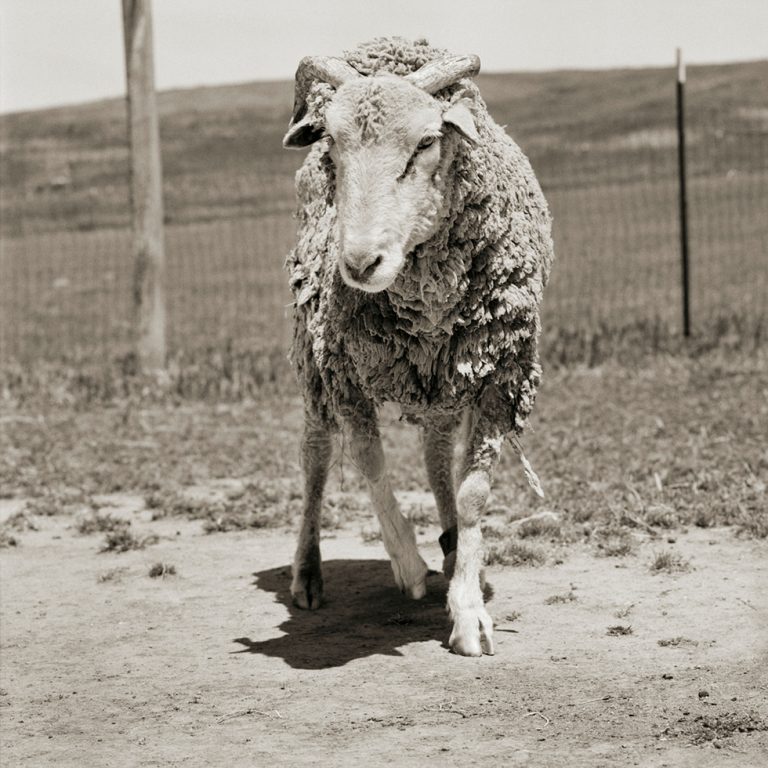 Forest, Santa Cruz Sheep, Age 16 | CLAMP